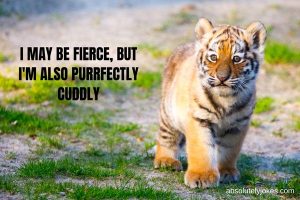 Tiger Puns - Absolutely Jokes & Puns