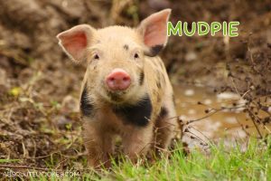 Funny Pig Names - Absolutely Jokes & Puns
